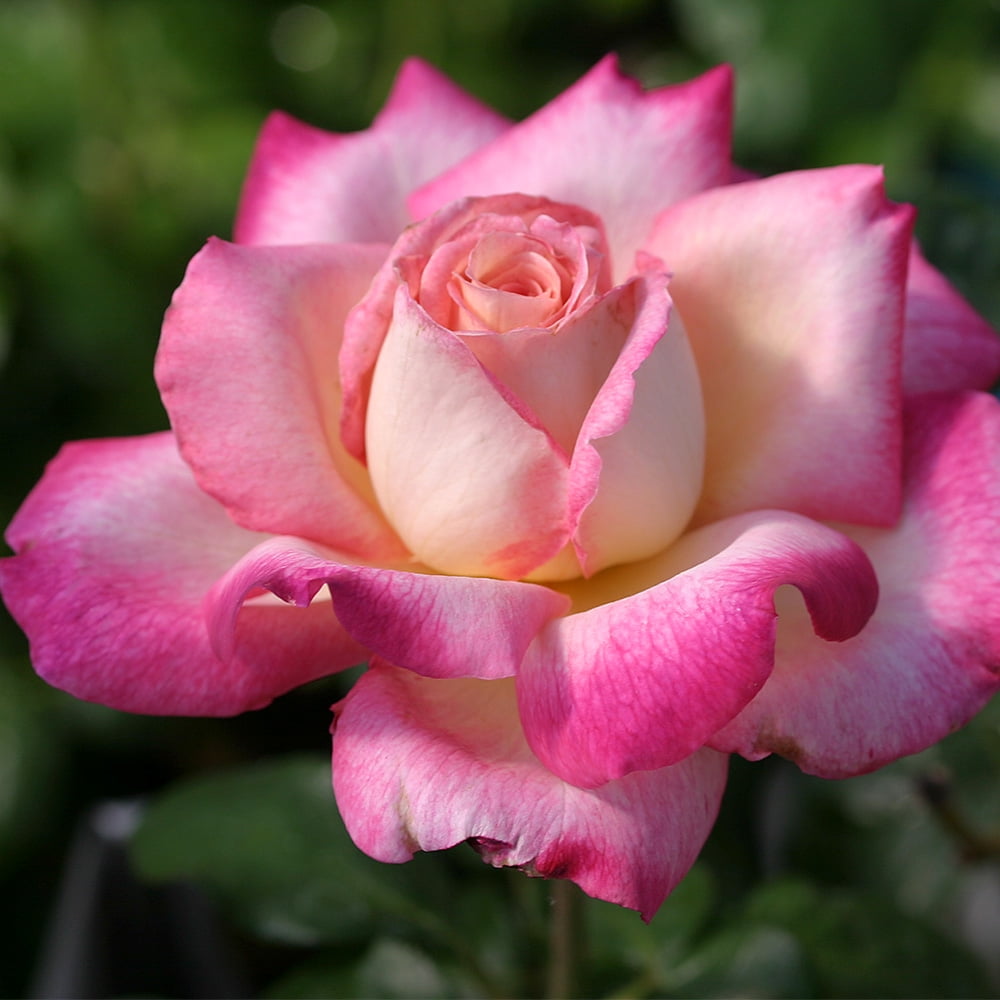 Heirloom Roses - Iowa Belle Hardy Rose Bush - Fragrant Roses Plants ...