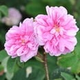Heirloom Roses - James Mitchell Moss Rose Plant - Walmart.com