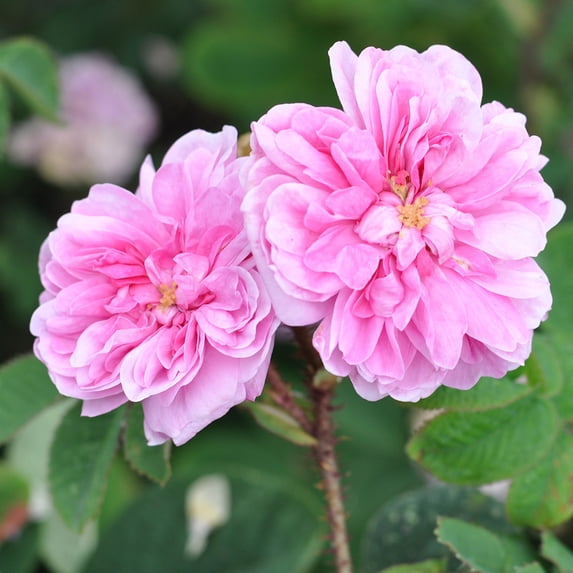 Heirloom Roses - James Mitchell Moss Rose Plant - Walmart.com