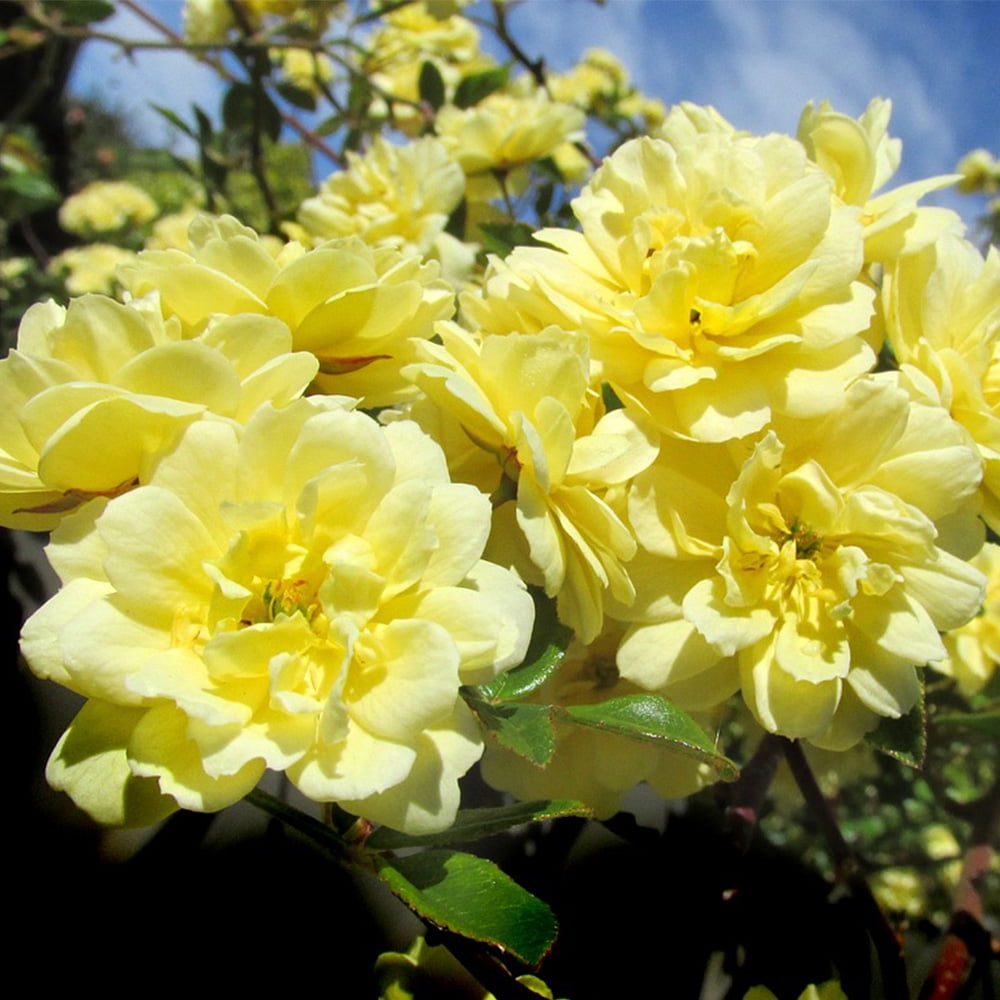 Heirloom Real Garden Floral Yellow Rose Bush - Lady Banks Climbing ...
