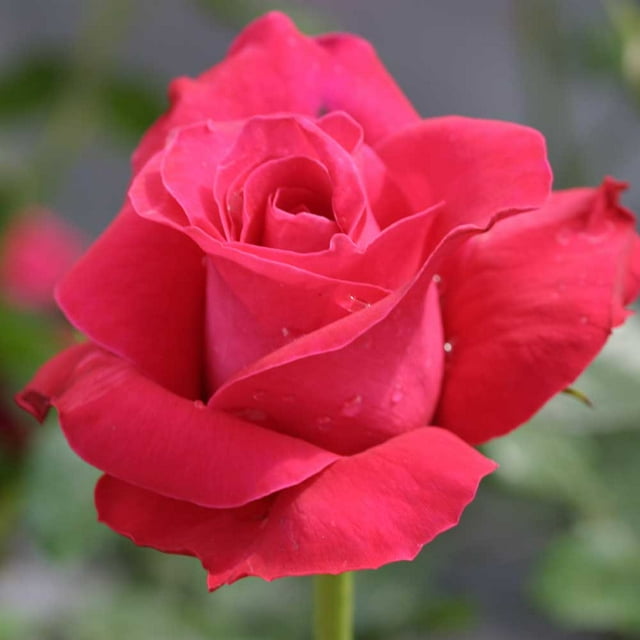 Heirloom Roses - Lady Mitchell™ English Legend Rose Plant - Walmart.com