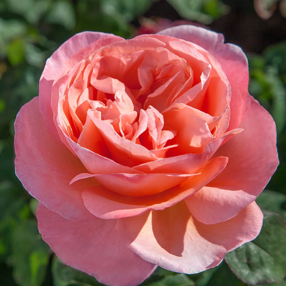 Heirloom Roses Live Hybrid Tea - Sweet Mademoiselle™ Hybrid Tea Roses ...