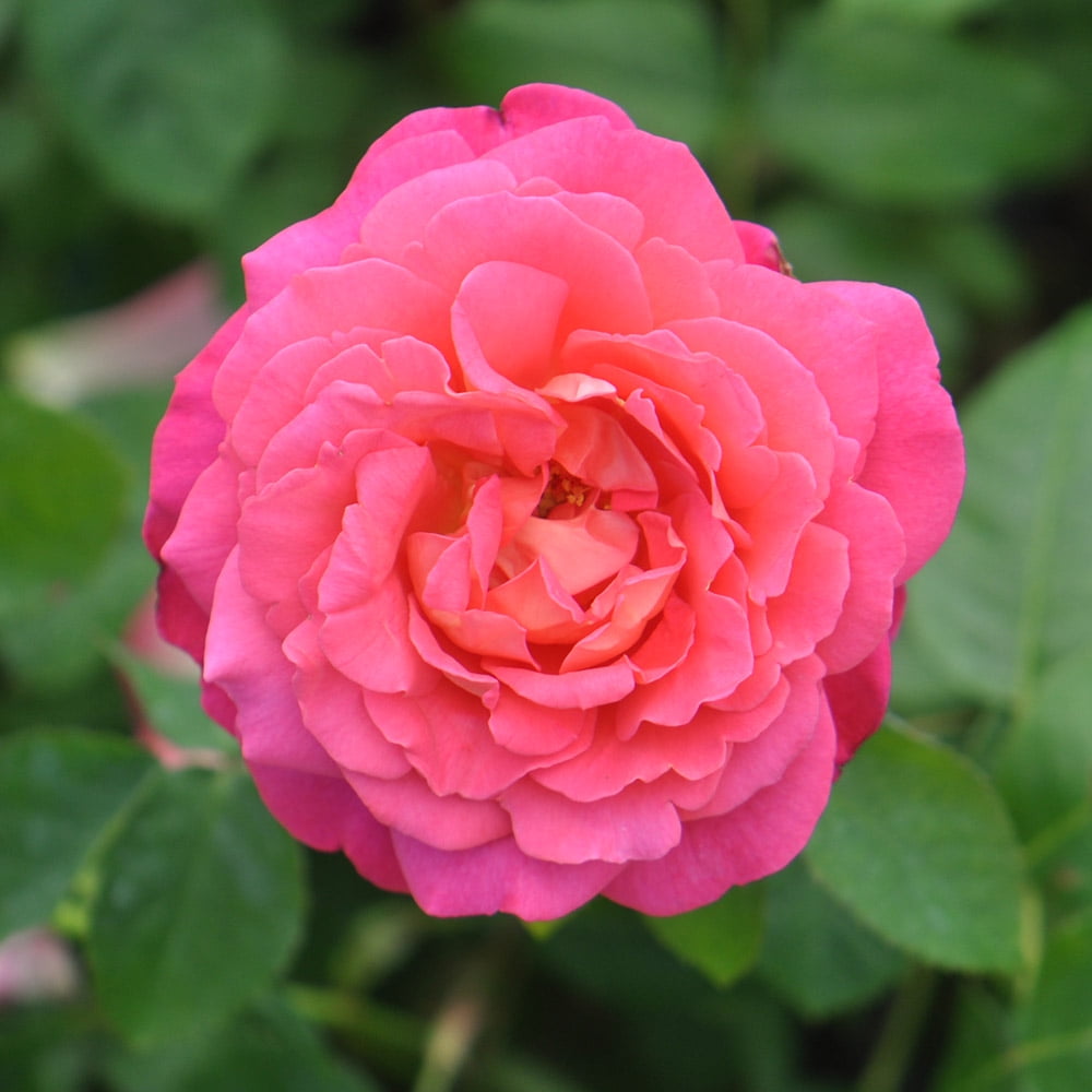 Heirloom Roses Live Pink Rose Plants - Star Of The Nile Shrub Rose Bush ...
