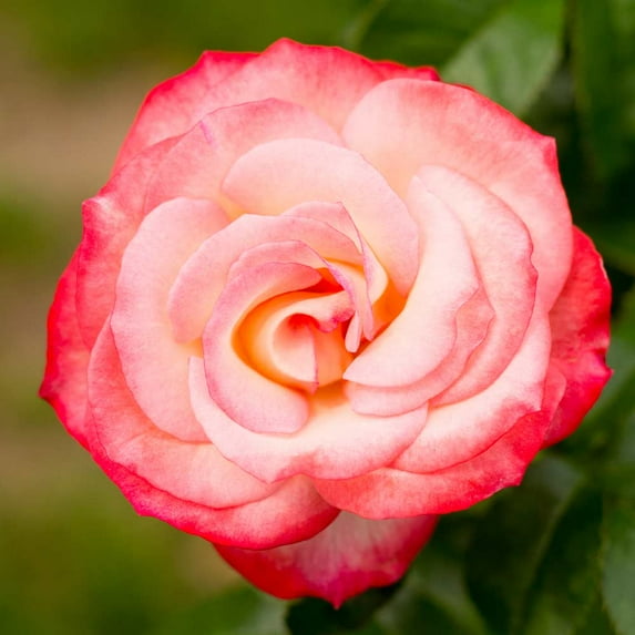 Heirloom Roses Live Plant - Coretta Scott King Grandiflora Rose Bush ...