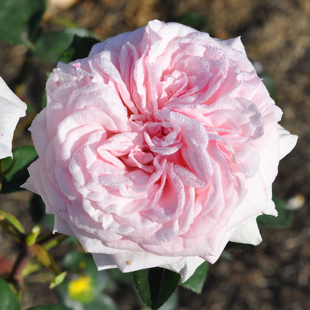 Heirloom Roses Live Plant - Magnificent Perfume™ Shrub Rose Bush - Pink ...