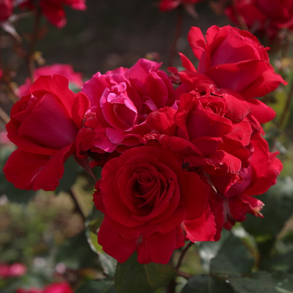 Heirloom Roses Live Plant - Polonaise Hardy Rose Bush - Red Roses Real ...