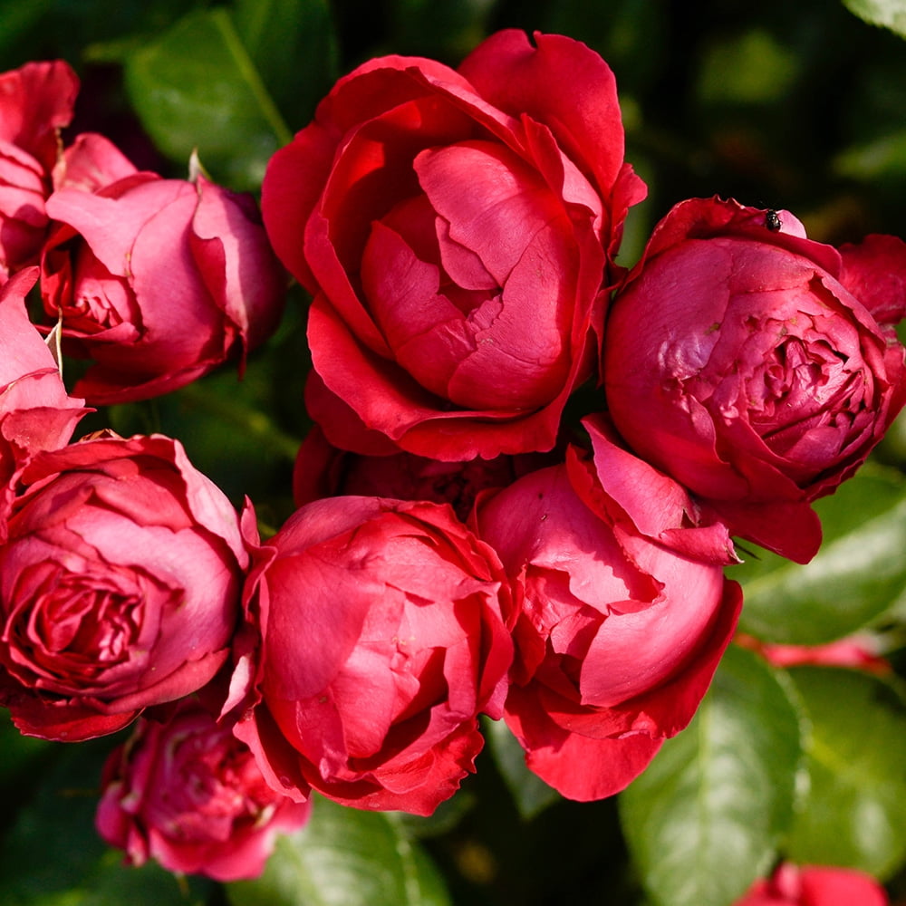Heirloom Roses - Red Eden Climbing Rose Bush, Live Potted Plant for ...