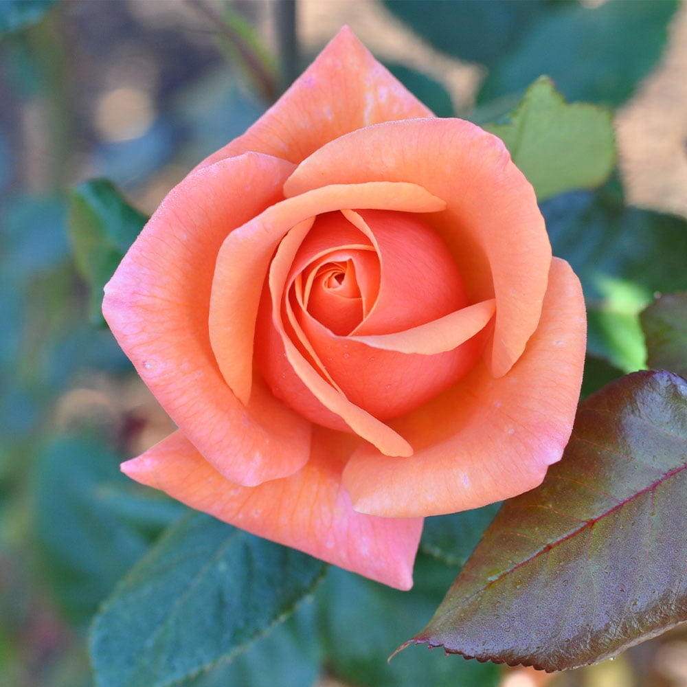 Heirloom Roses Live Rose Bush - High Sheriff English Legend Plant ...