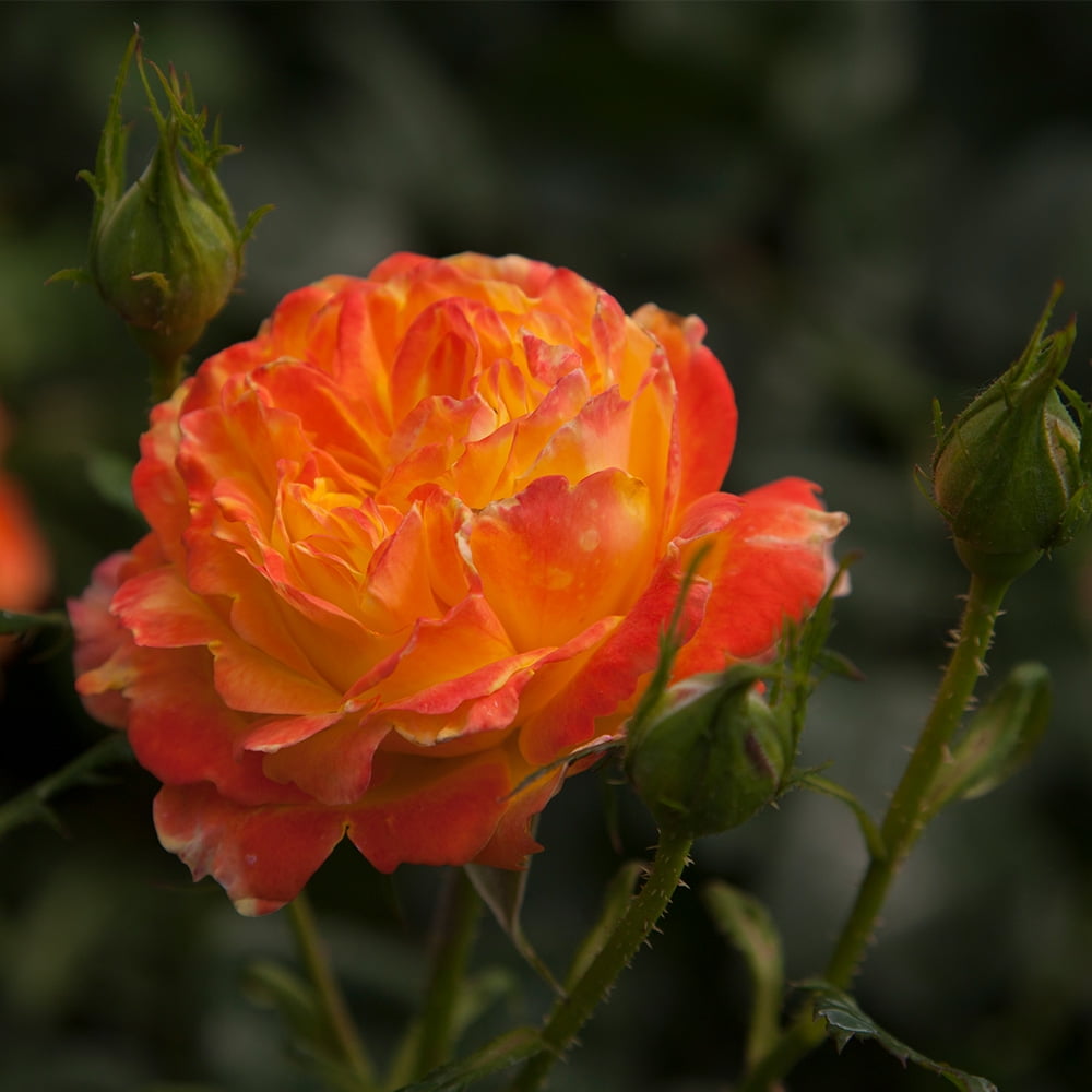 Heirloom Roses Live Plant - Judy Garland, Yellow Red Blooms, Outdoor ...