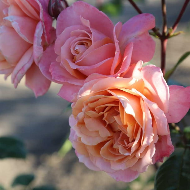 Heirloom Roses Lady of The Mist™ 4' - 5' Violet-Pink Live Plants in 1 ...