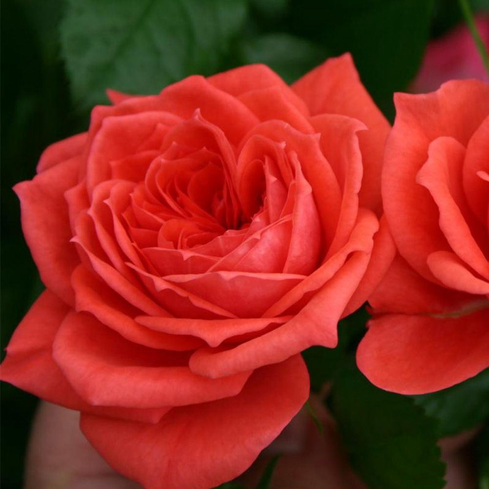 Heirloom Roses Live Rose Plant - Veranda Jolie Floribunda Rose Bush ...