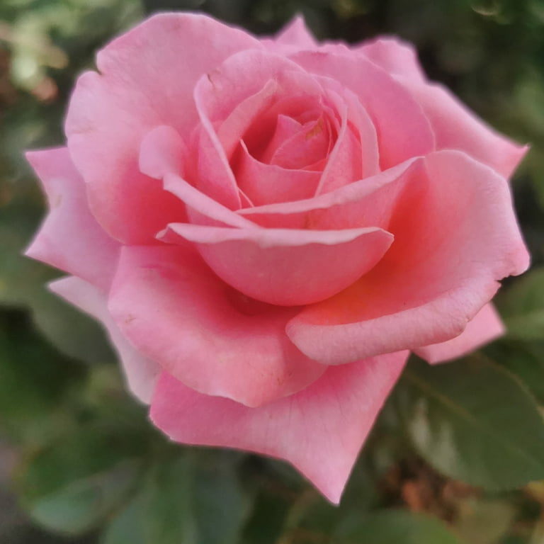 Centennial Star Hybrid Tea Rose Doreen's Dream Rose | Pink Floribunda