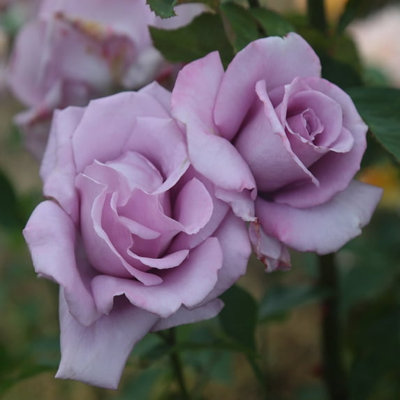 Heirloom Roses - Mme Violet Hybrid Tea Purple Rose Plant - Walmart.com