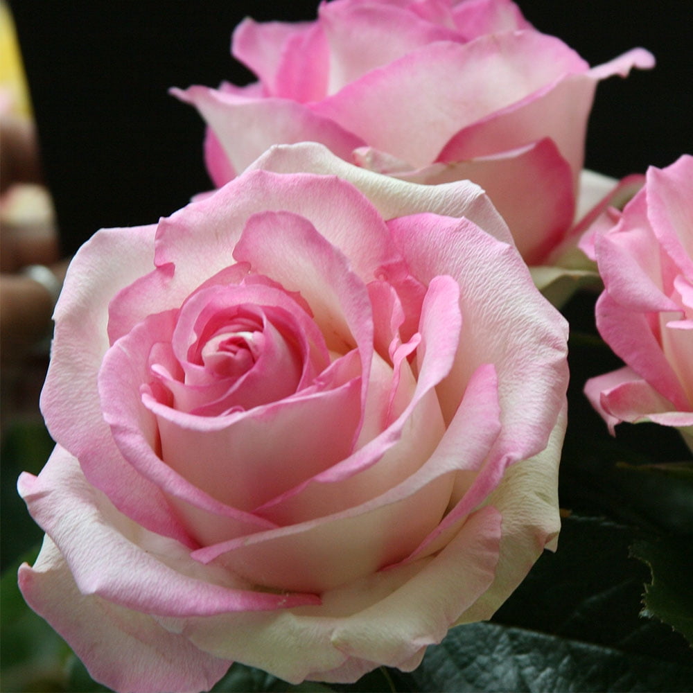 Heirloom Roses Moonstone™ 3' - 4' White Pink Hybrid Tea Rose Live Plants in 1 Gallon Containers ...