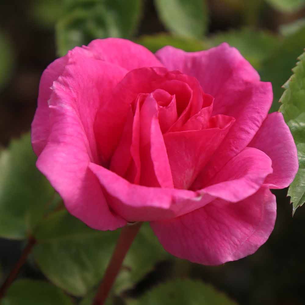 Heirloom Roses - Morden Centennial Hardy Rose Plant - Walmart.com