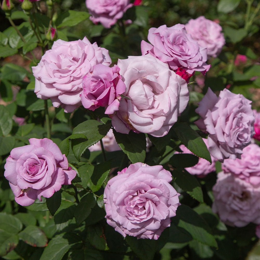Heirloom Roses - Neptune™ Hybrid Tea Rose Plant - Lavendar Colored Rose ...
