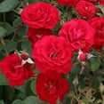 Heirloom Roses - Live Oh My!™ Floribunda Rose Bush with Fresh Flowers ...