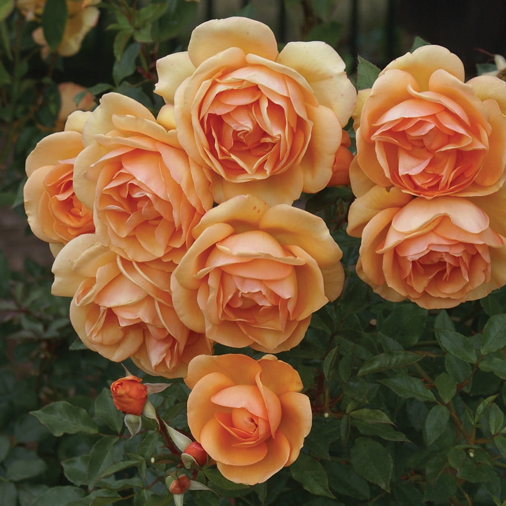 Heirloom Roses South Africa Grandiflora - Live Orange Rose Bush, Gold Standard Award, Fragrant ...