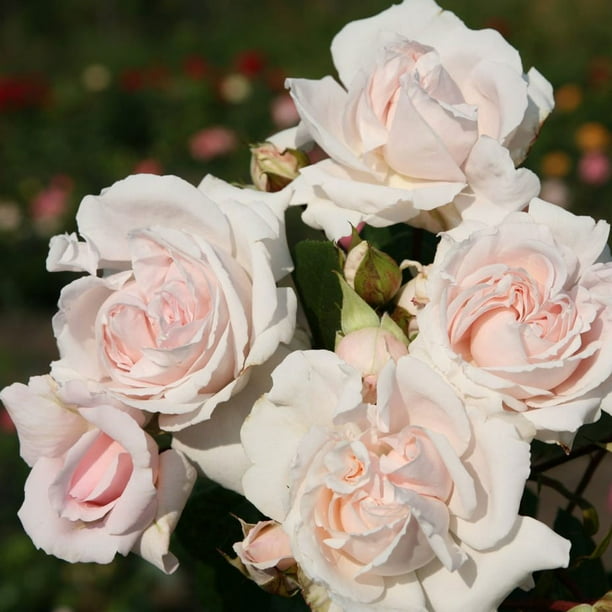 Heirloom Roses - Parfuma® First Crush™ Floribunda Rose Bush - Live Pink ...