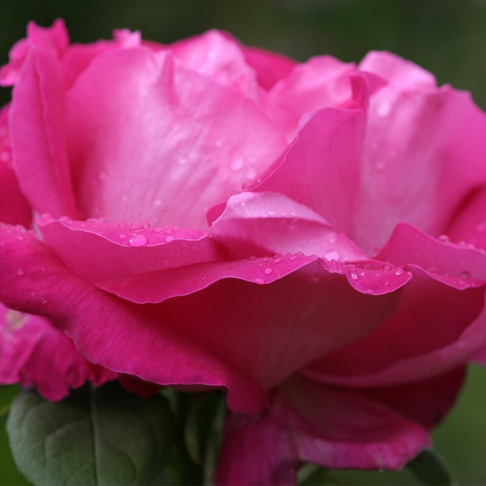 Heirloom Roses - Paul Neyron Hybrid Perpetuals Rose Bush - Walmart Business Supplies