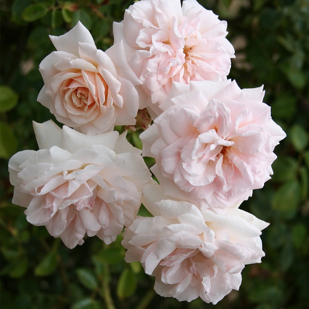 Heirloom Roses Honey Champagne Penny Lane English Legend Rose Bush ...