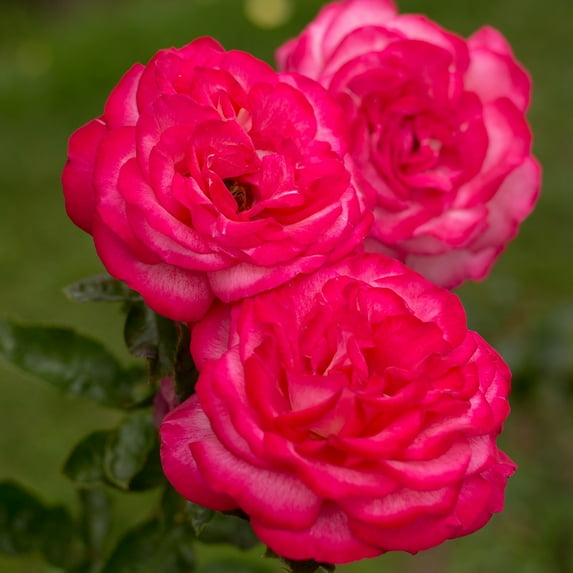 Heirloom Roses Pink Rose Bushes - Big Momma™ Hybrid Tea Rose Plant ...