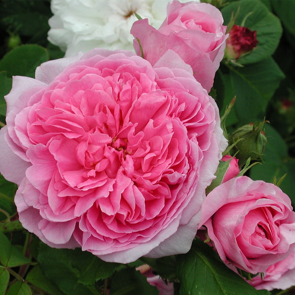 Heirloom Roses Live Real Flowers - Comte de Chambord Portland Rose Bush ...