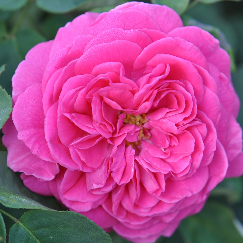 Heirloom Roses Live Real Pink Rose Plant - Souvenir Du Président ...