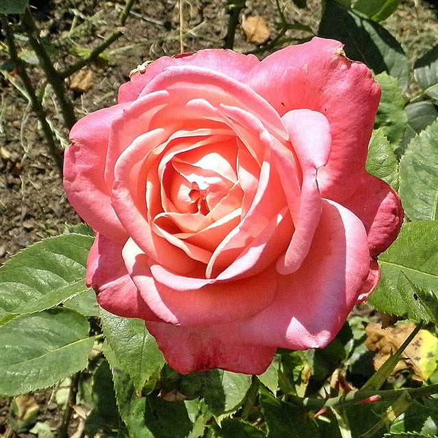 Heirloom Roses - Portrait Hybrid Tea Rose Plant - Walmart.com