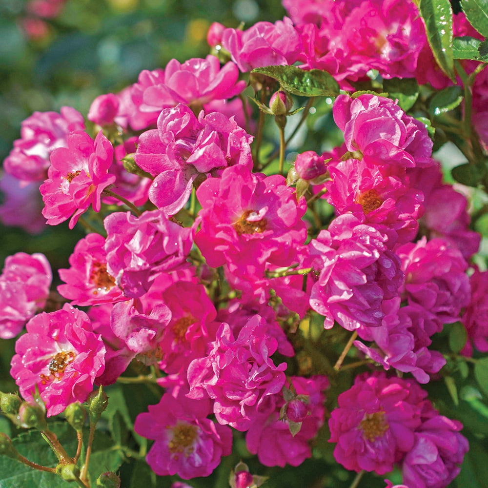 Heirloom Roses - Pretty Polly® Pink Shrub Rose Plant - Pink Rose ...