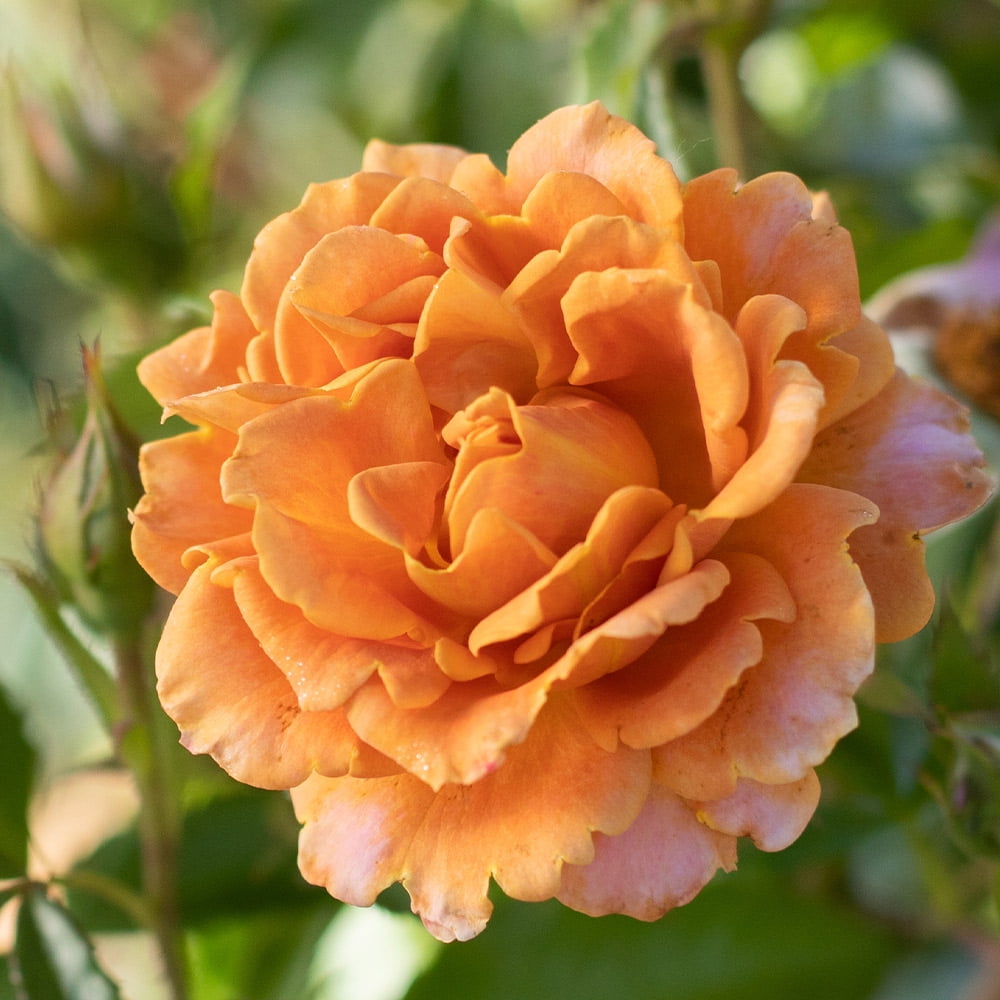 Heirloom Roses - Pumpkin Patch™ Floribunda Rose Bush - Walmart.com