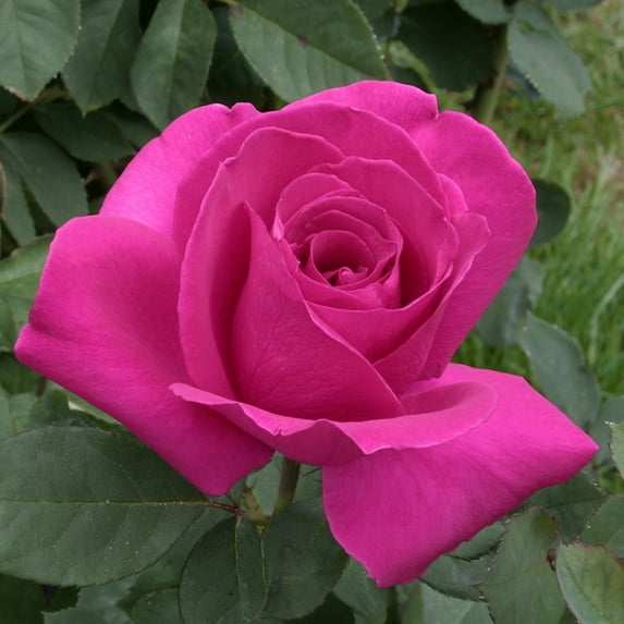 Heirloom Roses - Purple Beauty Live Hybrid Tea Rose Bush with Fragrant ...