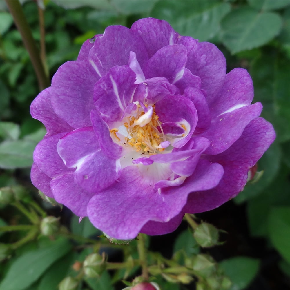 Heirloom Roses Purple Rose Bushes - Lauren Polyantha Rose Plant ...