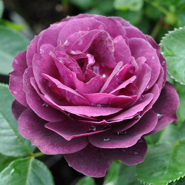 Ebb Tide‚Ñ¢ Floribunda Rose Bush - Heirloom Roses Purple Rose, Double ...