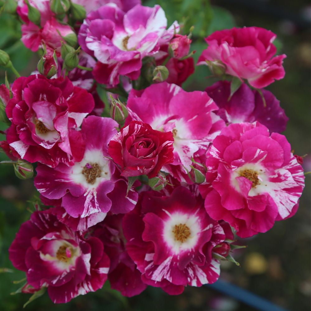 Heirloom Roses Purple Splash Climbing Rose, Wine-Purple Striped Blooms ...