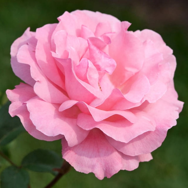 Heirloom Roses - Queen Elizabeth® Grandiflora Rose Plant - Pink Rose ...
