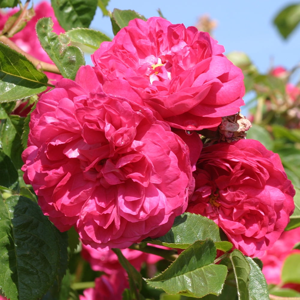 Heirloom Roses Red Flowers - Red Blush Albas Rose Bush - Live Plants ...
