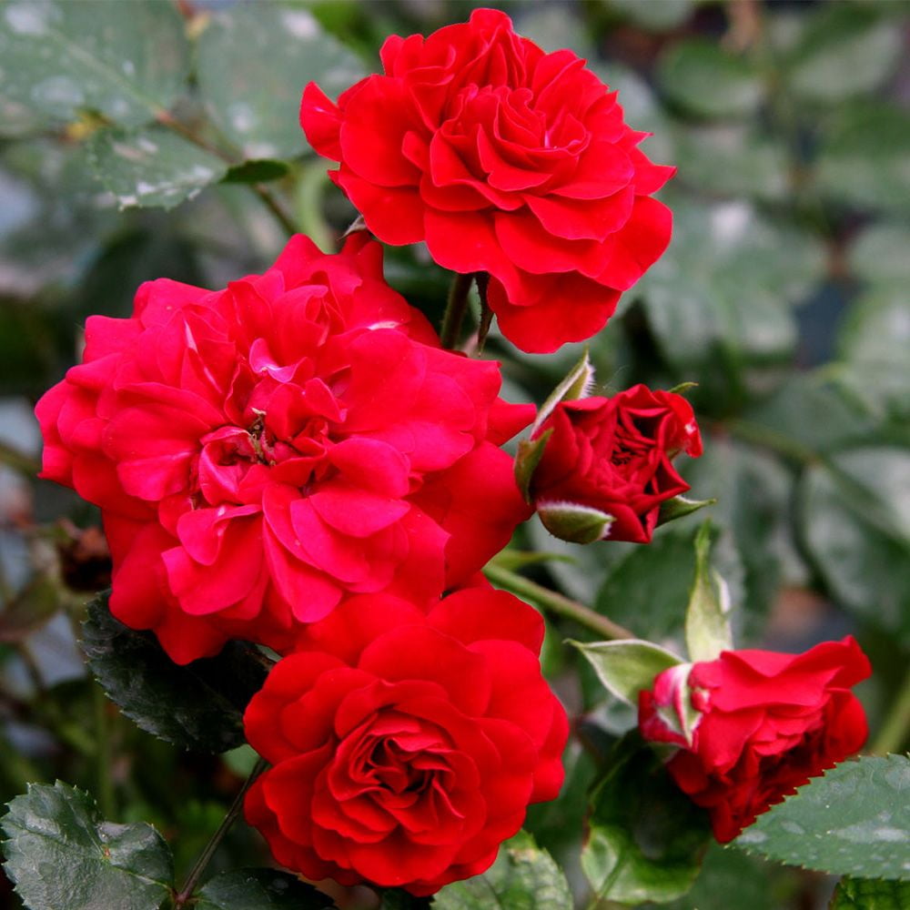 Heirloom Roses 12-15" Tall Red Rose Bush Fire Meidiland Live Plant ...