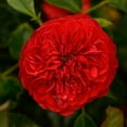 Heirloom Roses Red Rose Bush - Francois Rabelais Live Plant - Red Shrub ...