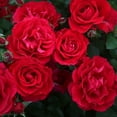 Heirloom Roses Red Rose Bush - The Prince's Trust English Legend , Live ...
