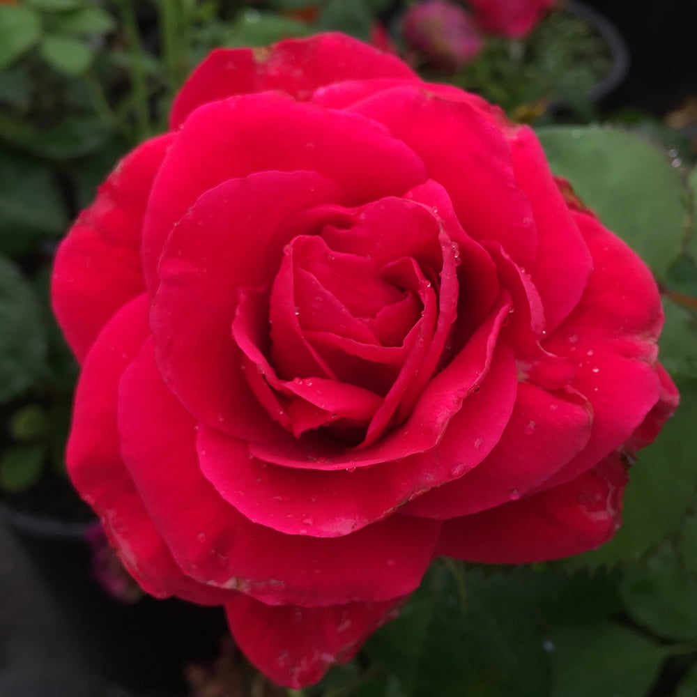 Heirloom Roses Red Rose Plant - Bright Melody Hardy Rose by Heirloom ...