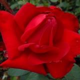Heirloom Roses Red Rose Plant - Precious Platinum Hybrid Tea, Outdoor ...