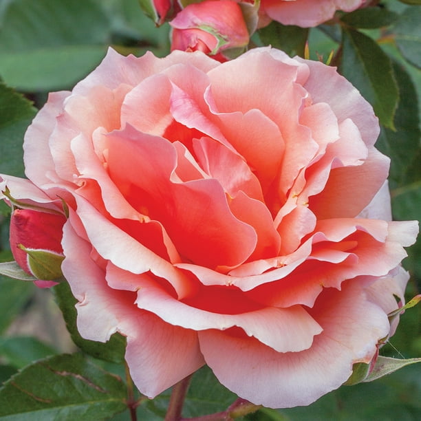 Heirloom Roses Pink Rose Live Plants, Moderately Fragrant - Walmart ...