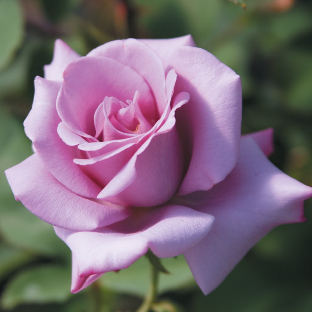 Heirloom Roses Blue Girl Hybrid Tea Rose Bush - Live Plant, Continual ...