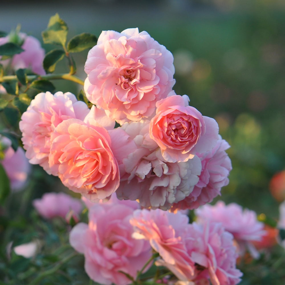 Heirloom Roses Rose Bush - Bonica® Landscape , Pink Live Rose Plant ...