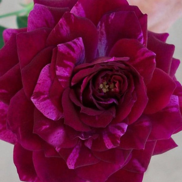 Heirloom Roses Rose Bush - Burlesque Shrub , Live Rose Plant - Walmart ...