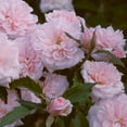Heirloom Roses Rose Bush - Cécile Brünner Polyantha , Live Rose Plant ...