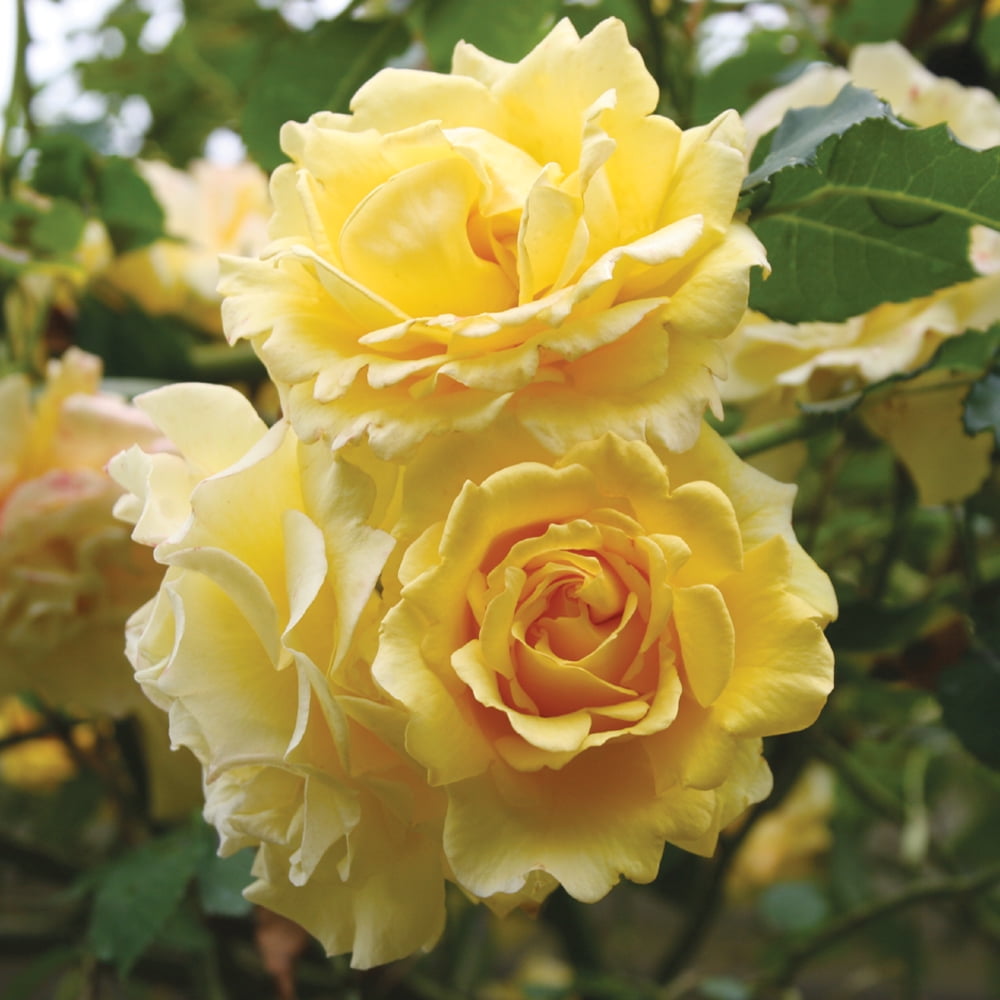 Heirloom Roses 15" Yellow CL Gold Badge Rose Live Plant - Walmart.com