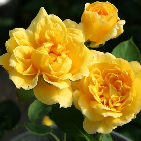 Heirloom Roses Rose Bush - Ch-Ching Yellow Grandiflora Rose Plant ...