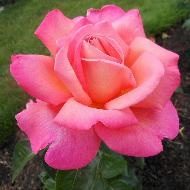 Heirloom Roses Rose Bush - Chicago Peace¬Æ Hybrid Tea, Live, Fragrant Rose Plant, Delivered ...
